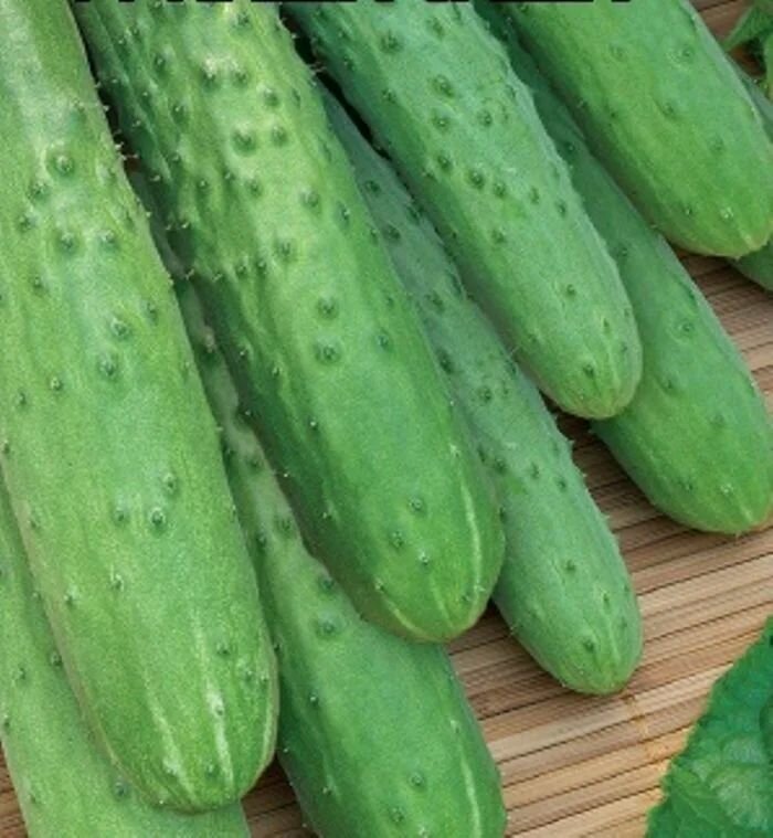 Коллекционные семена огурца F1 Наша Саша