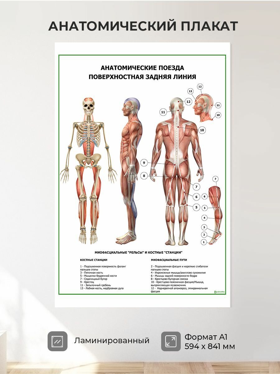 Обучающий медицинский плакат Анатомические поезда. Поверхностная задняя линия ламинированный А1