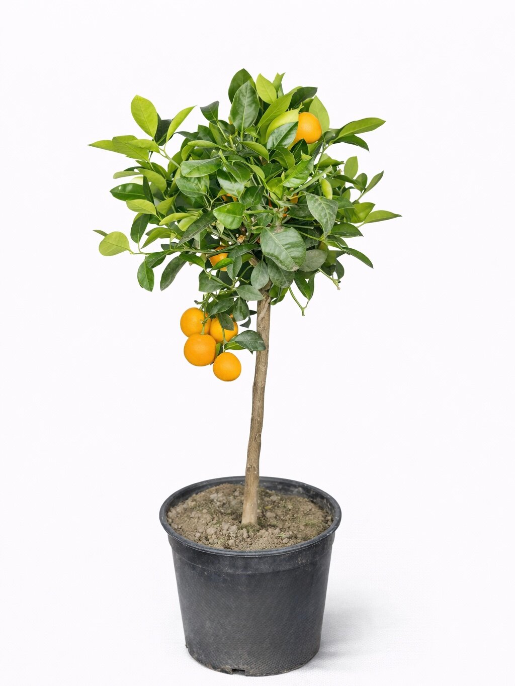 Каламондин (Citrofortunella microcarpa) 15 см горшок