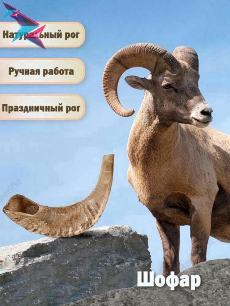 Шофар полная полировка 30-35 см (12-14") - гладкий и элегантныйqz