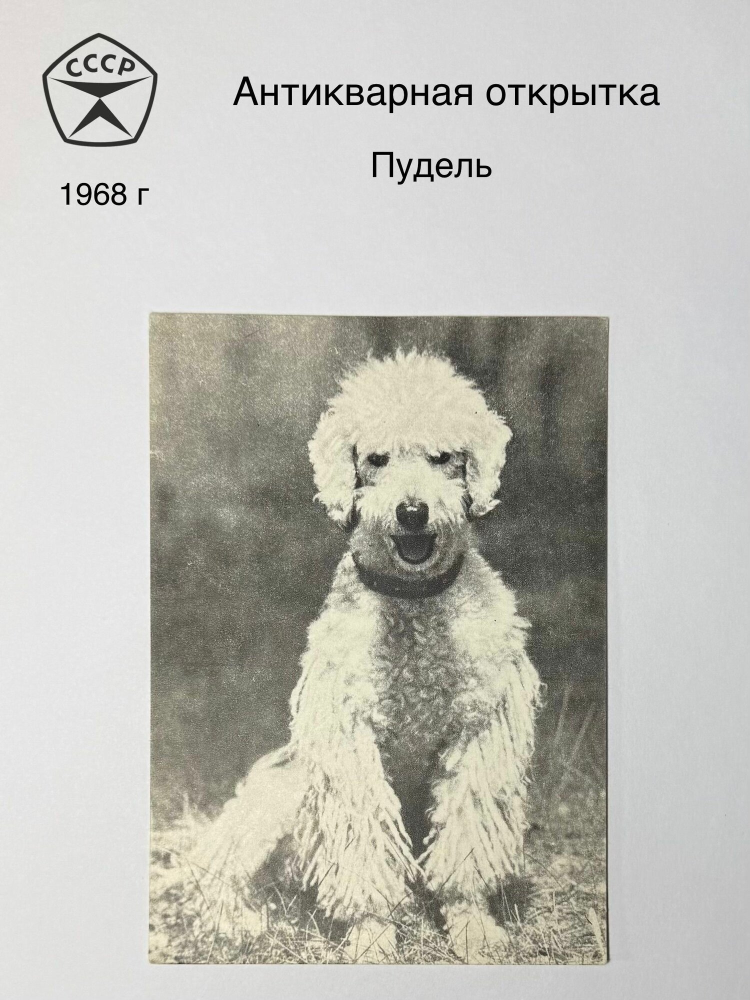 Антикварная почтовая открытка Пудель серии породы собак, СССР, 1968 г