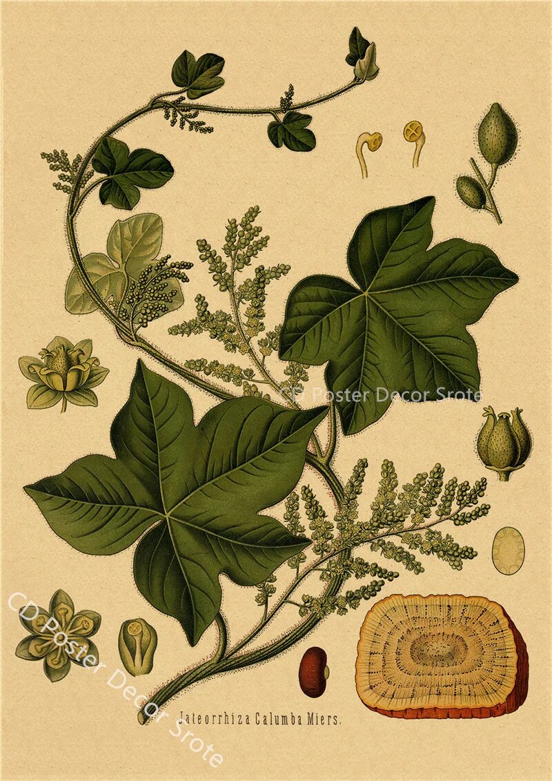 Плакат с ботаническими цветами А4/A3 крафт-бумага 10, A4 8.3x11.8inch