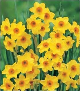 Нарцисс Hoopoe 5 шт