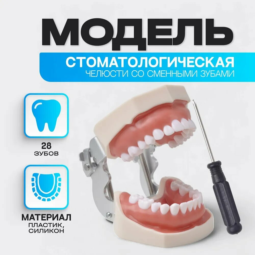 Анатомическая модель верхней и нижней челюсти со съёмными зубами