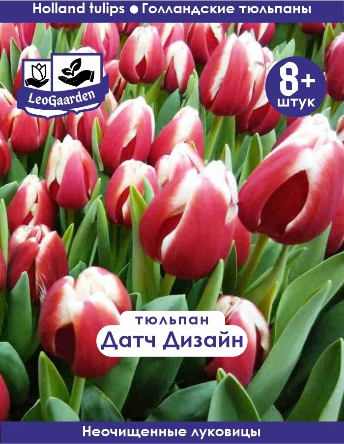 Тюльпан Луковица, Датч Дизайн, 8шт (LeoGaarden)