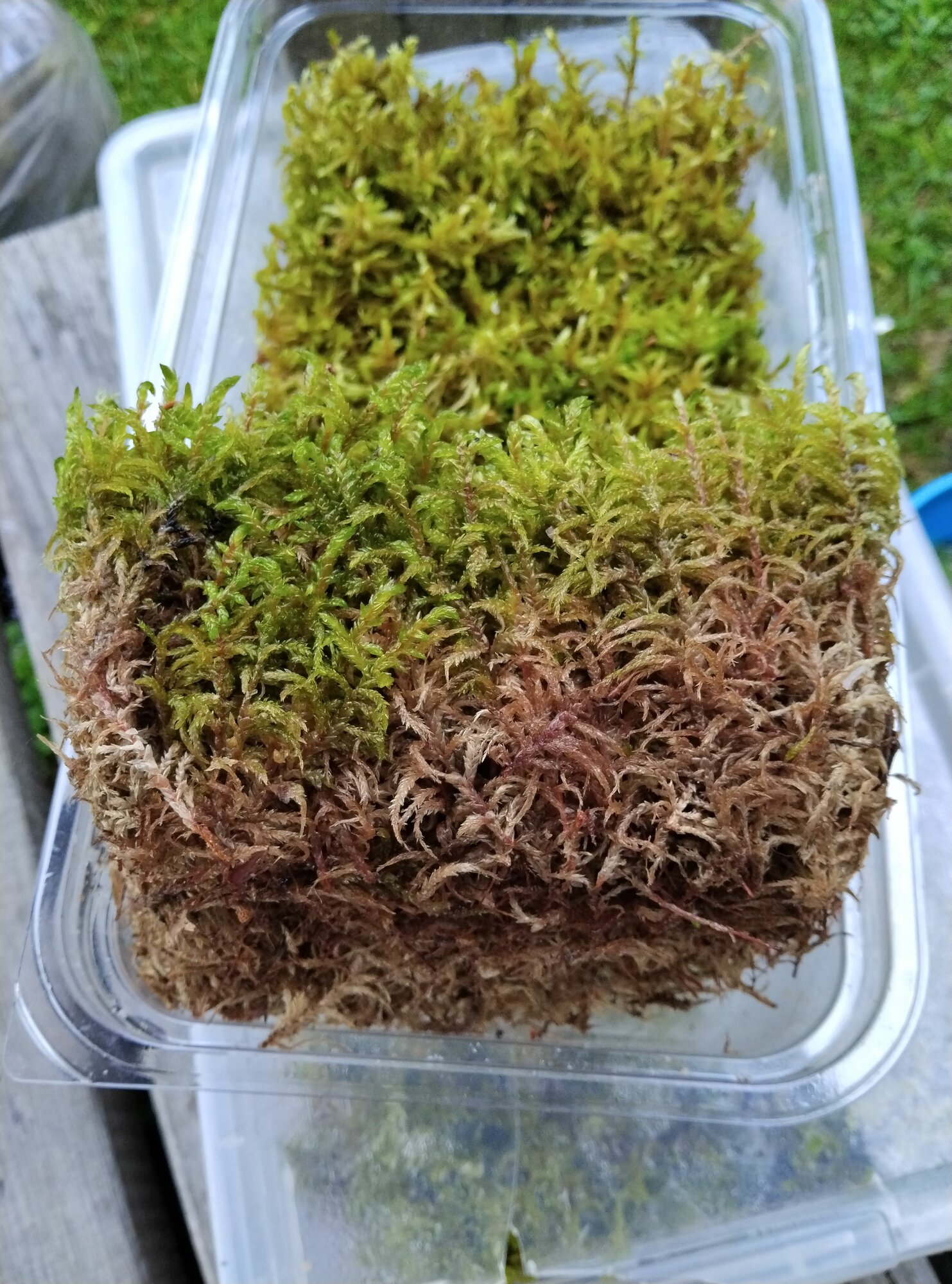Мох гипнум живой, естественной влажности, перебранный, контейнер 1 литр