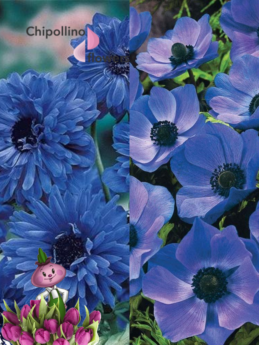 Луковицы цветов, chipollino flowers, TWIN, анемона LORD LIEUTENANT10 ШТ \ анемона MR FOKKER 10 ШТ (20 луковиц)