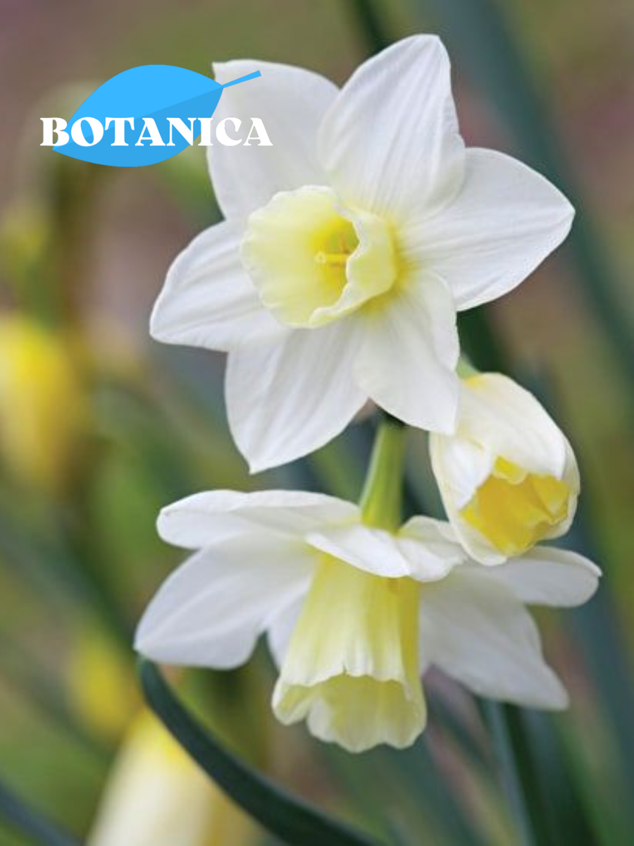 Луковицы цветов, botanica garden, Нарцисс Пуэбло (5 штук) бело-желтый