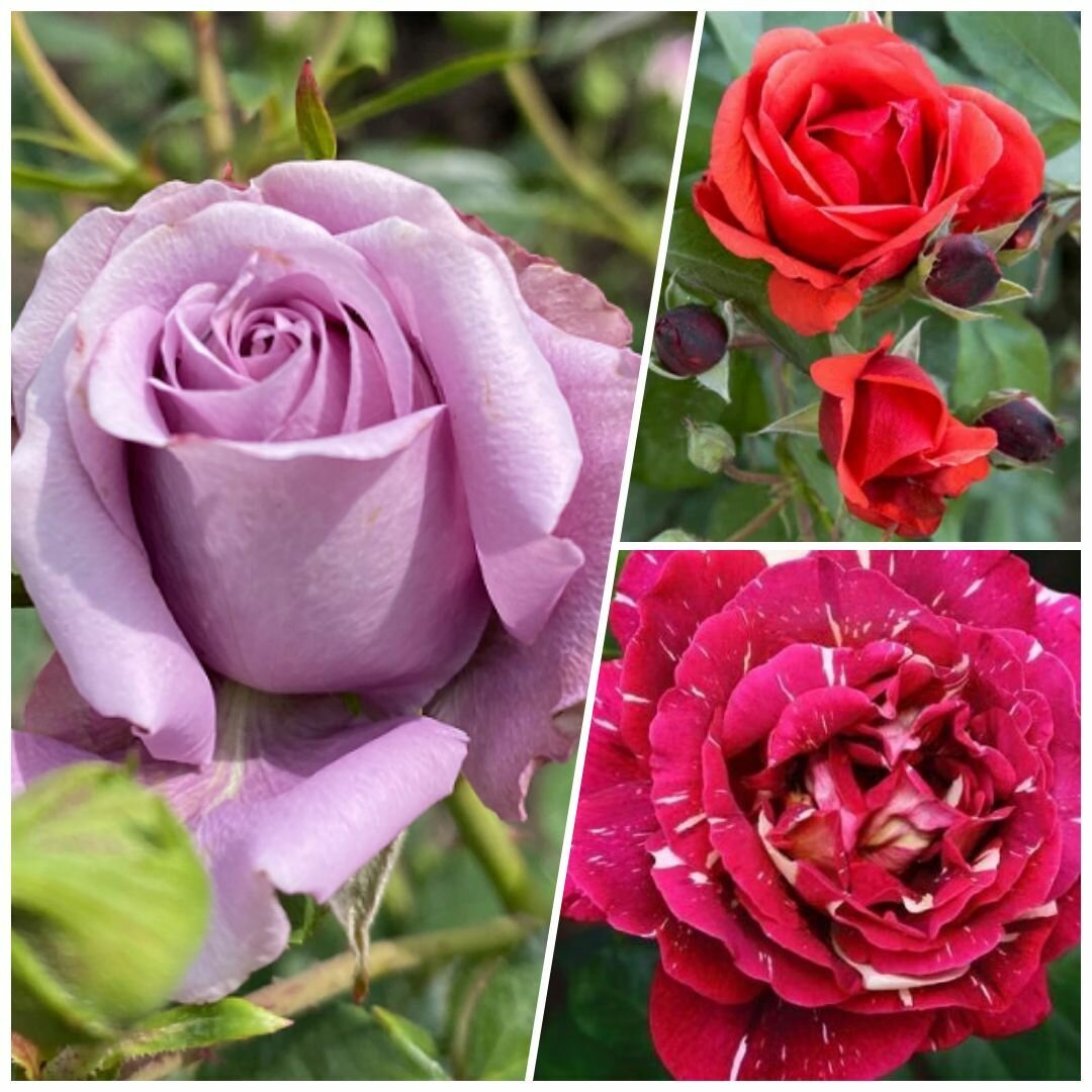 Комплект чайно-гибридных роз Кристальный Свет 3 шт