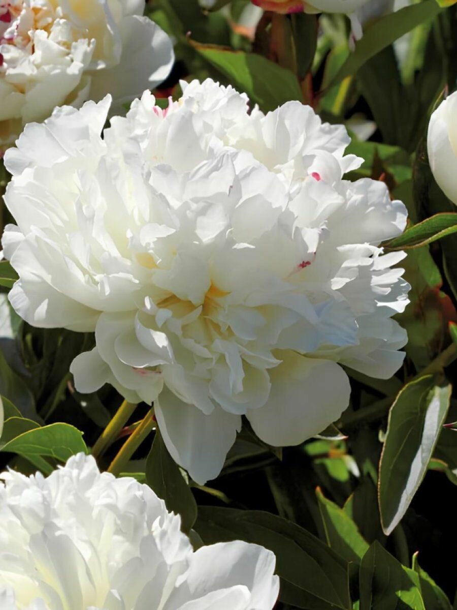 Пион Фестива Максима, Питомник Юлии Олейник