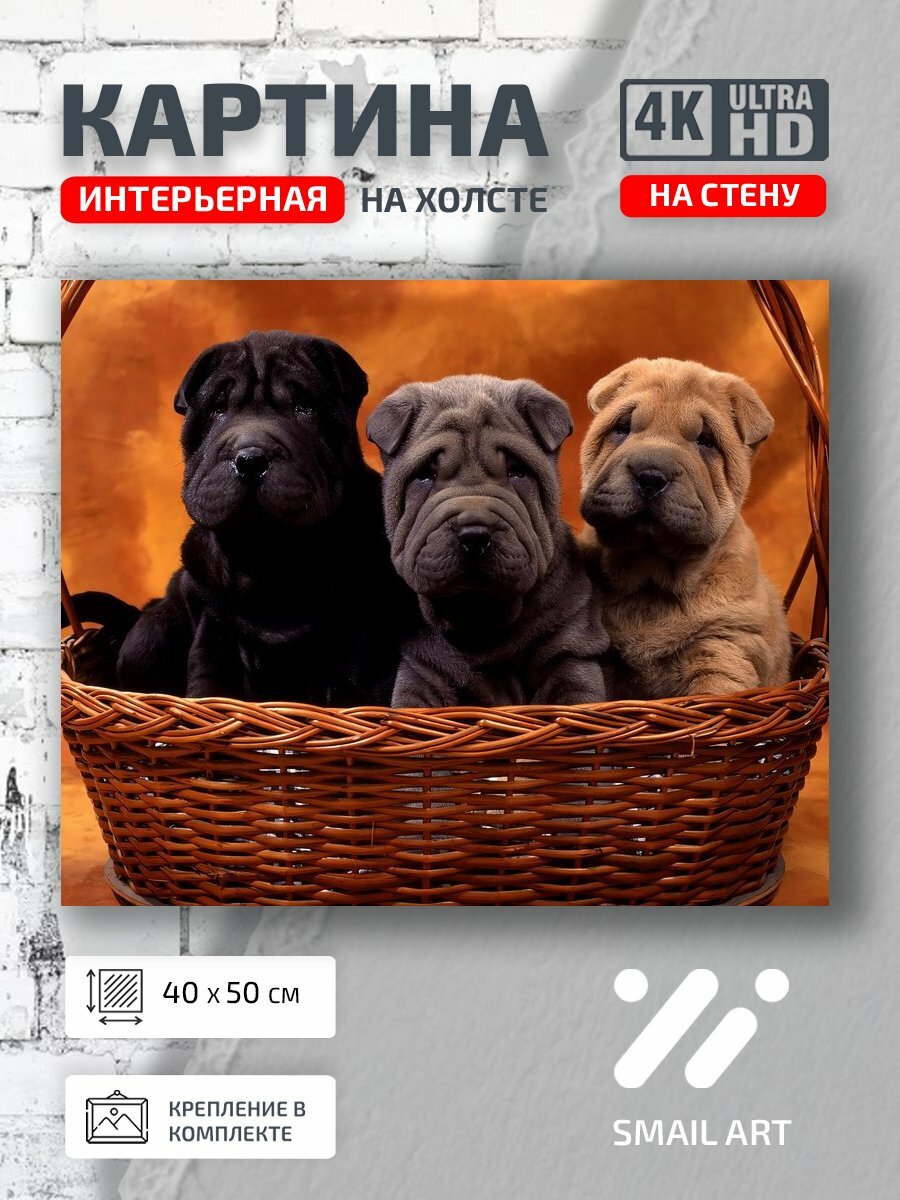 Картина на холсте интерьерная 40 на 50 на стену Шарпей Mood для спальни атмосфера интерьер