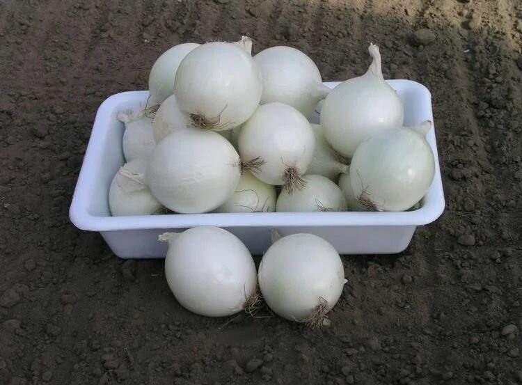 Коллекционные семена лука репчатый Комета F1