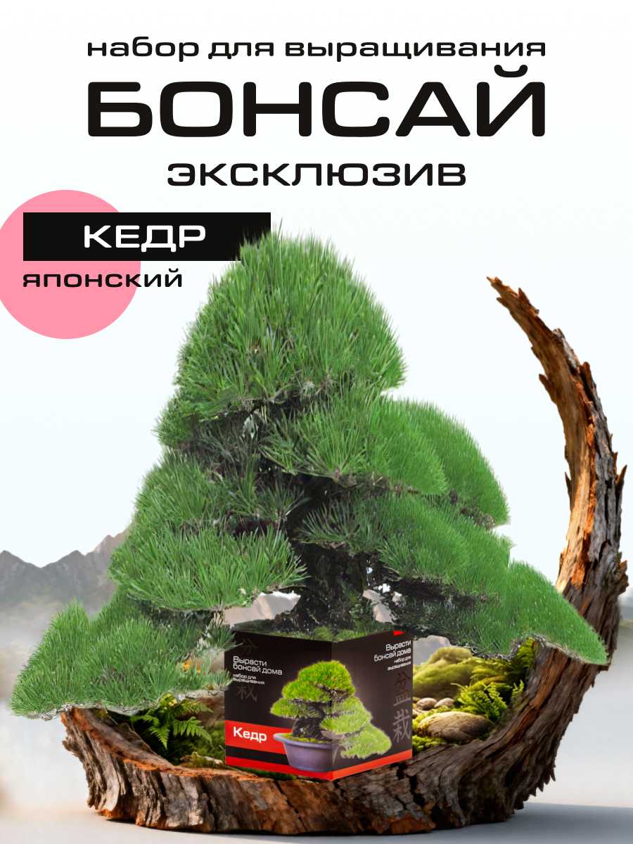 Набор для выращивания растений "Вырасти бонсай дома. Кедр", в подарочной коробке