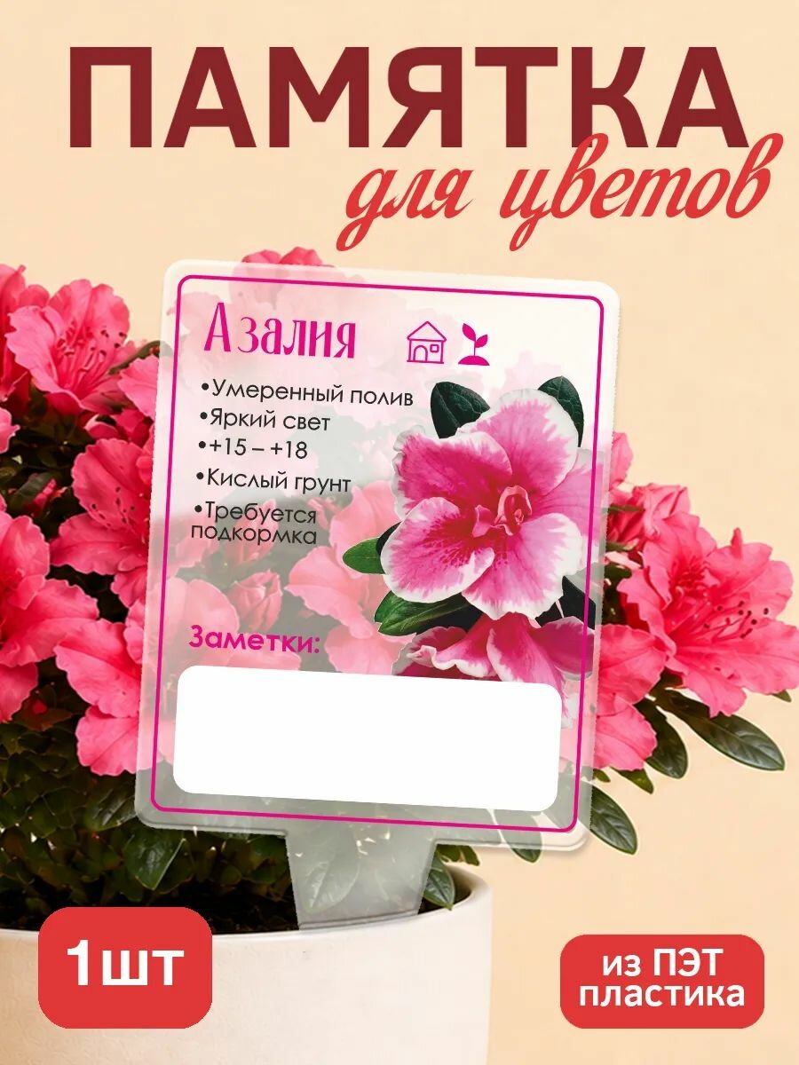 Памятка по уходу за цветами Азалия