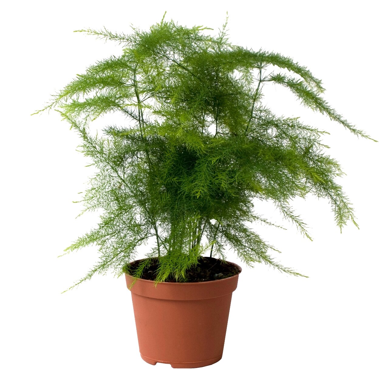 Аспарагус густоцветковый - Asparagus densiflorus Sprengeri D17 H40