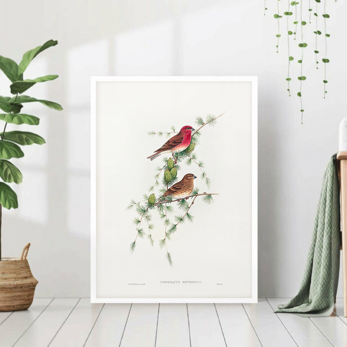 Постер "Птицы на хвойной ветке ретро иллюстрация" в белой рамке 40x50 см для интерьера на стену