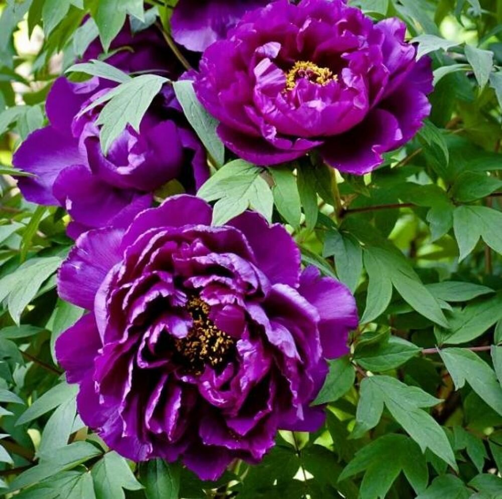 Пион древовидный Фиолетовый в горшке 3 л