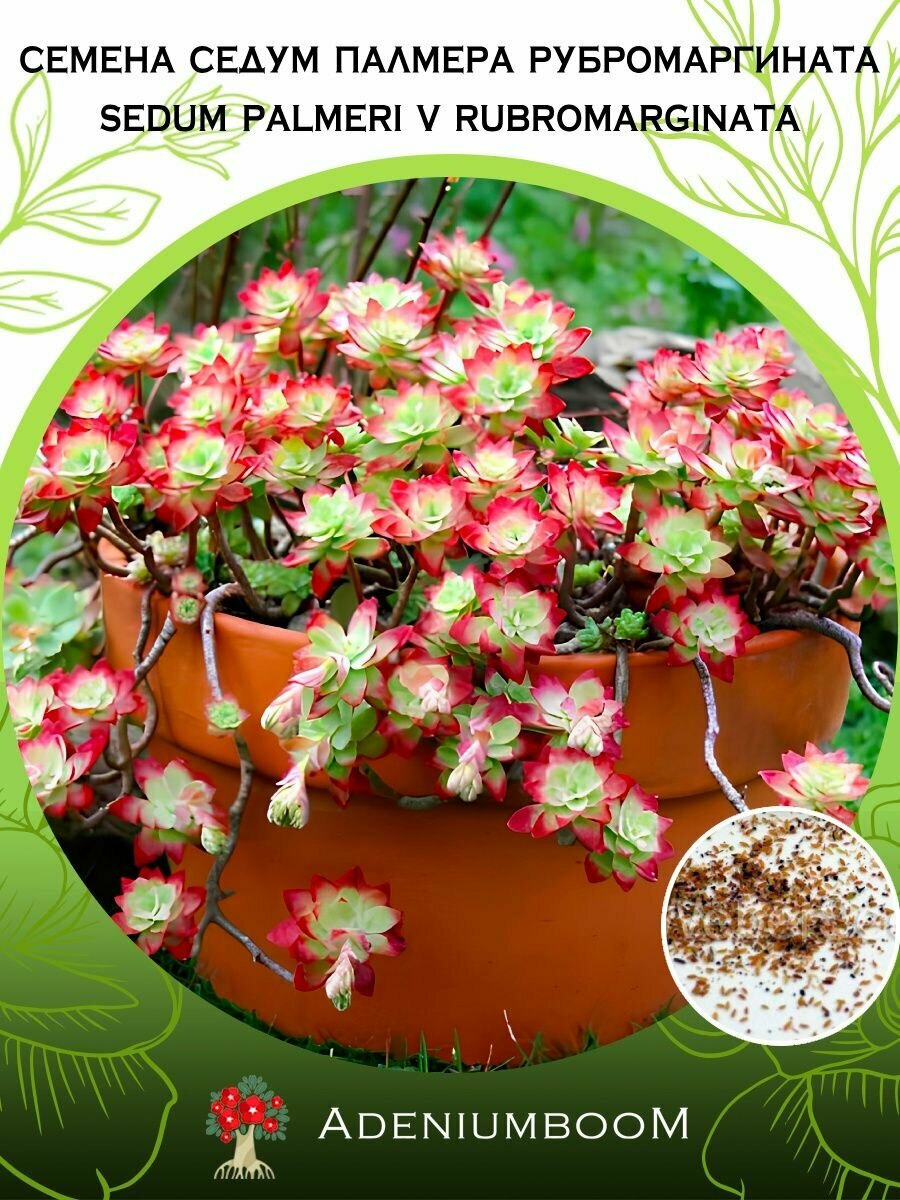 Семена Седум Палмера Рубромаргината, Очиток (5шт.) /Sedum Palmeri v Rubromarginata, семена редких комнатных цветов, суккулентов многолетних, цветущих растений/AdeniumBoom