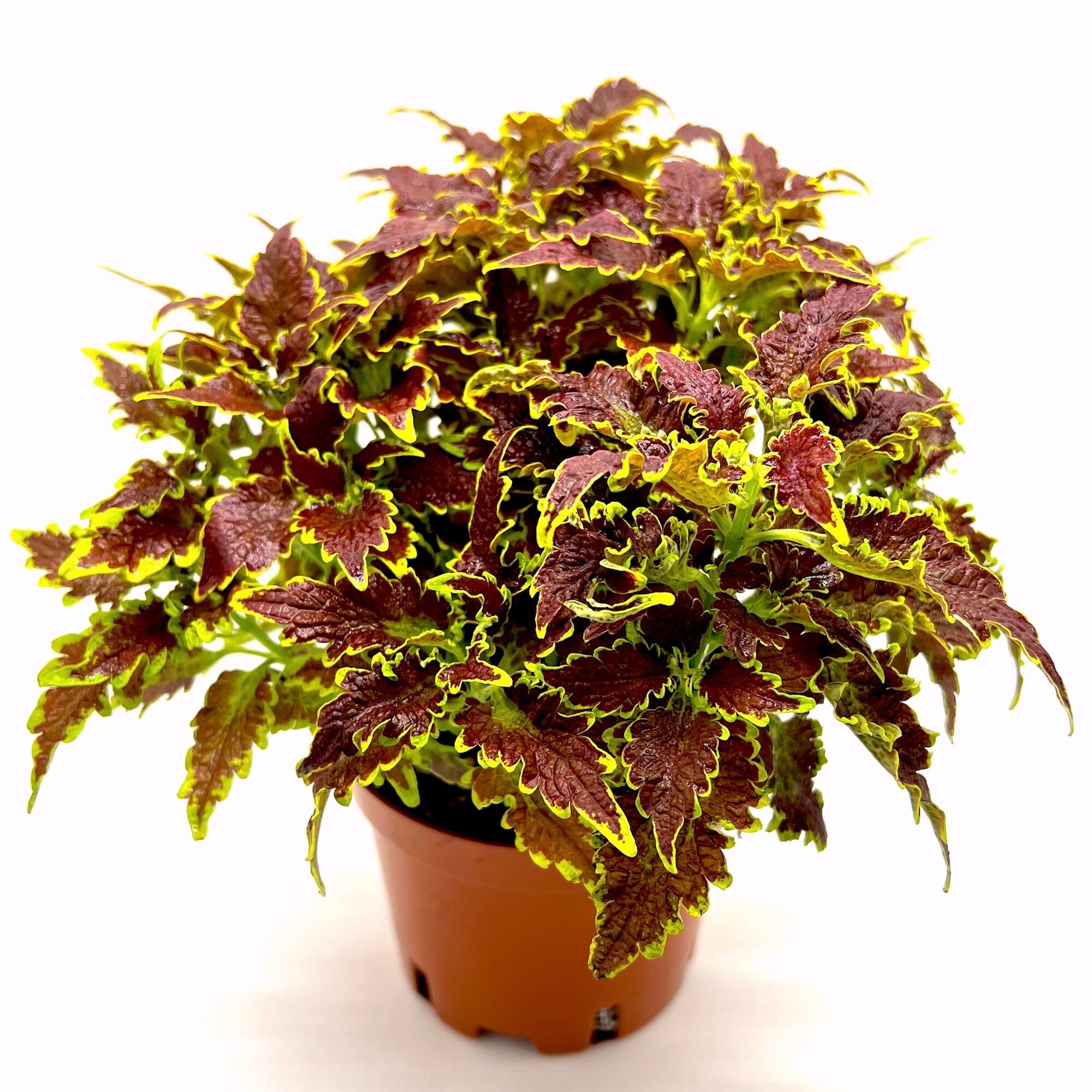 Живой колеус "Бонфайер"/'Bonfire' в горшке D-13 см, общей высотой 25+ см, терракотового цвета