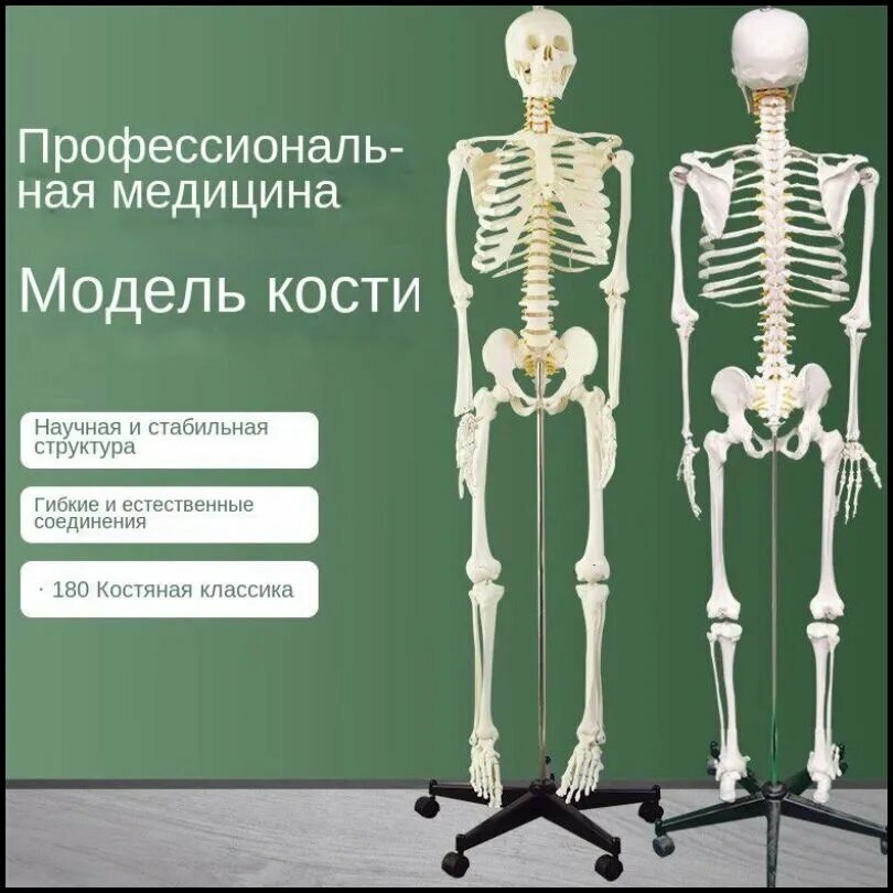 Скелет учебного анатомический, белый, длина 170см, возраст 14+, в комплекте плакат А3