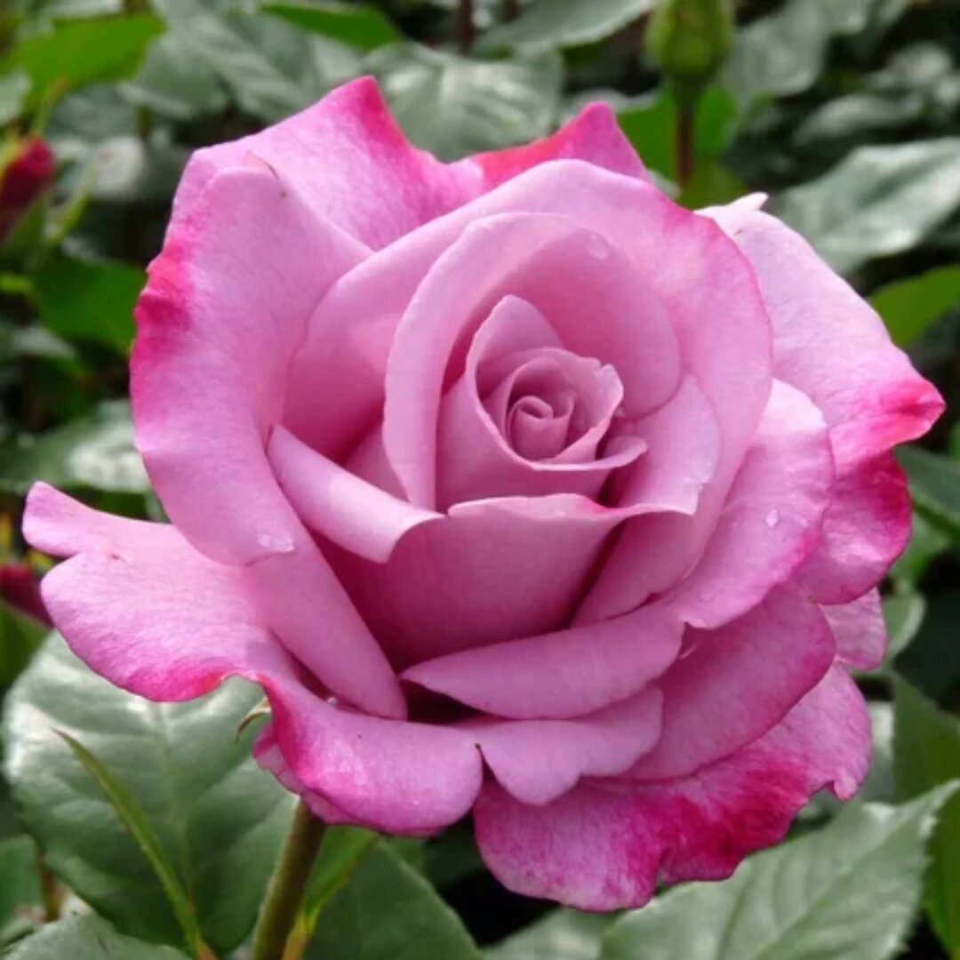 Роза чайно-гибридная Муди Блю (Moody Blu) / 1 шт, непрерывноцветущий сорт