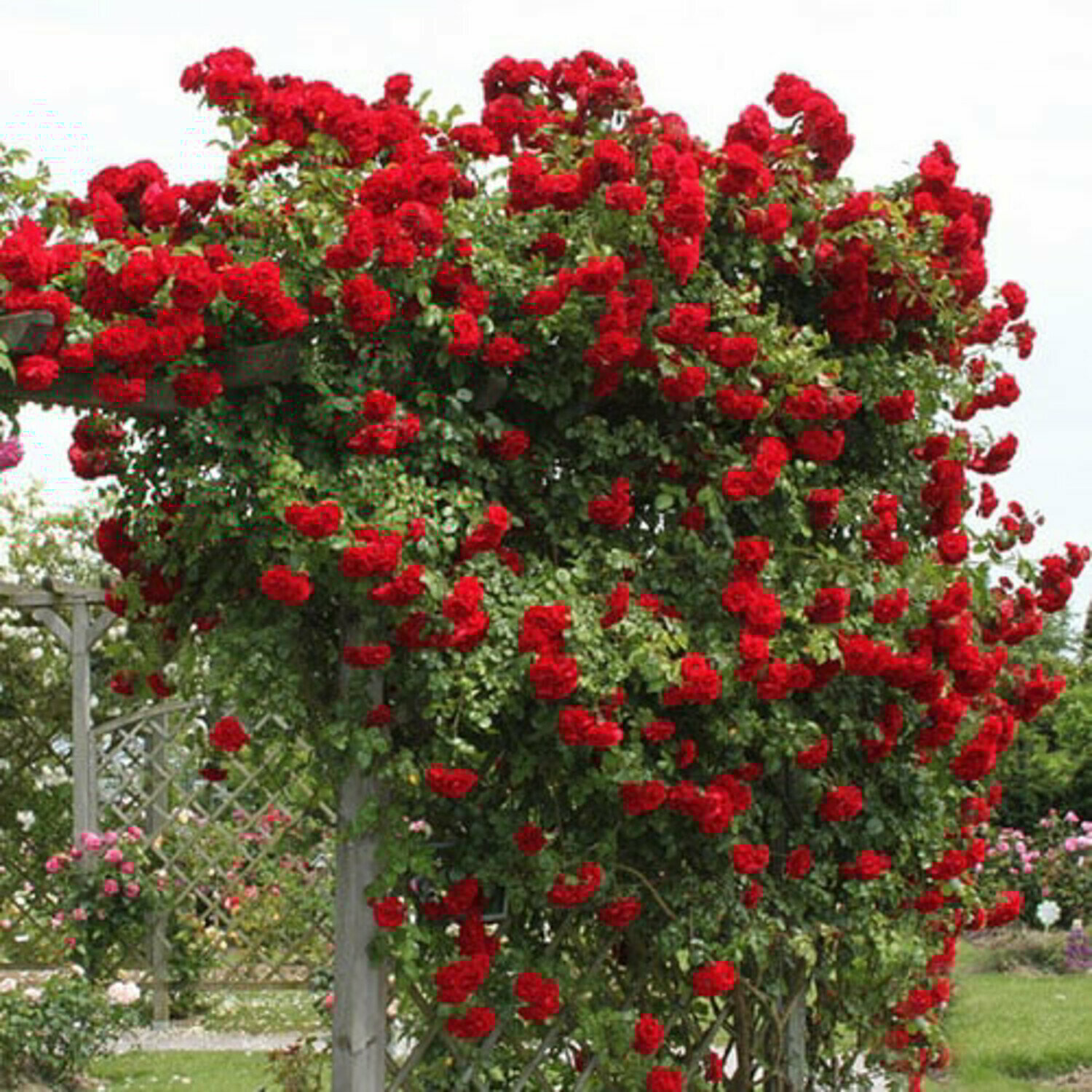 Роза плетистая Амадеус (Amadeus), 1 шт, розы, ароматный сорт