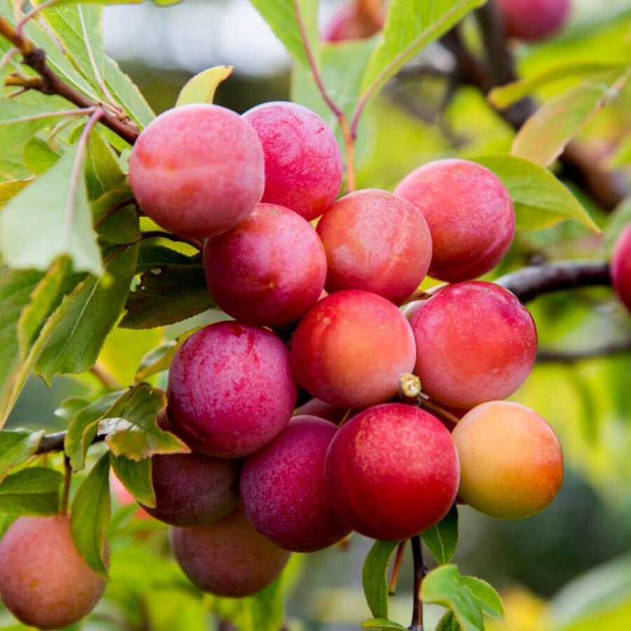 Семена Deodar SEEDS COMPANY Алыча красная крупноплодная 5 шт.