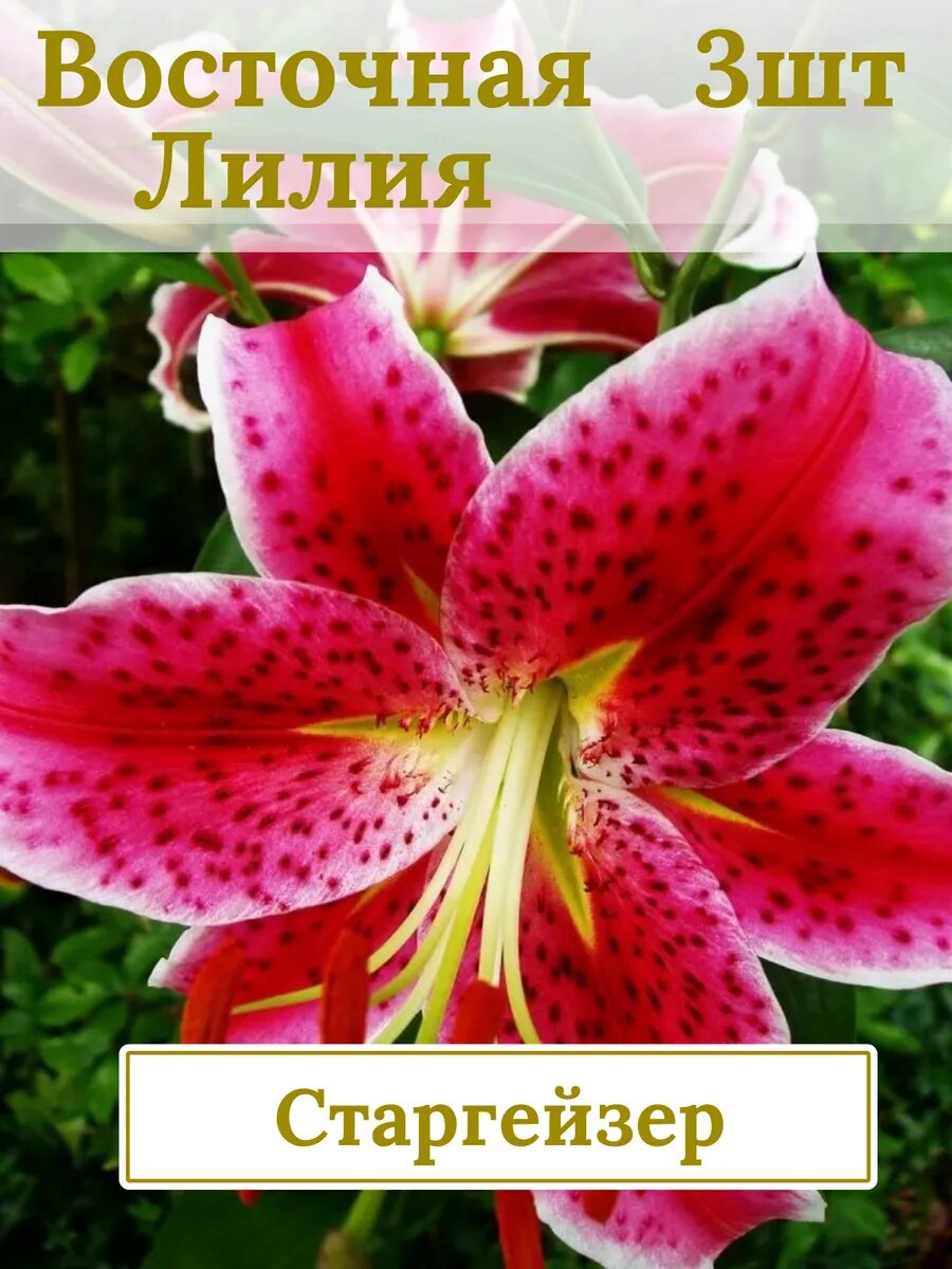 Лилия Восточная махровая, многолетние цветы, луковицы 3 шт