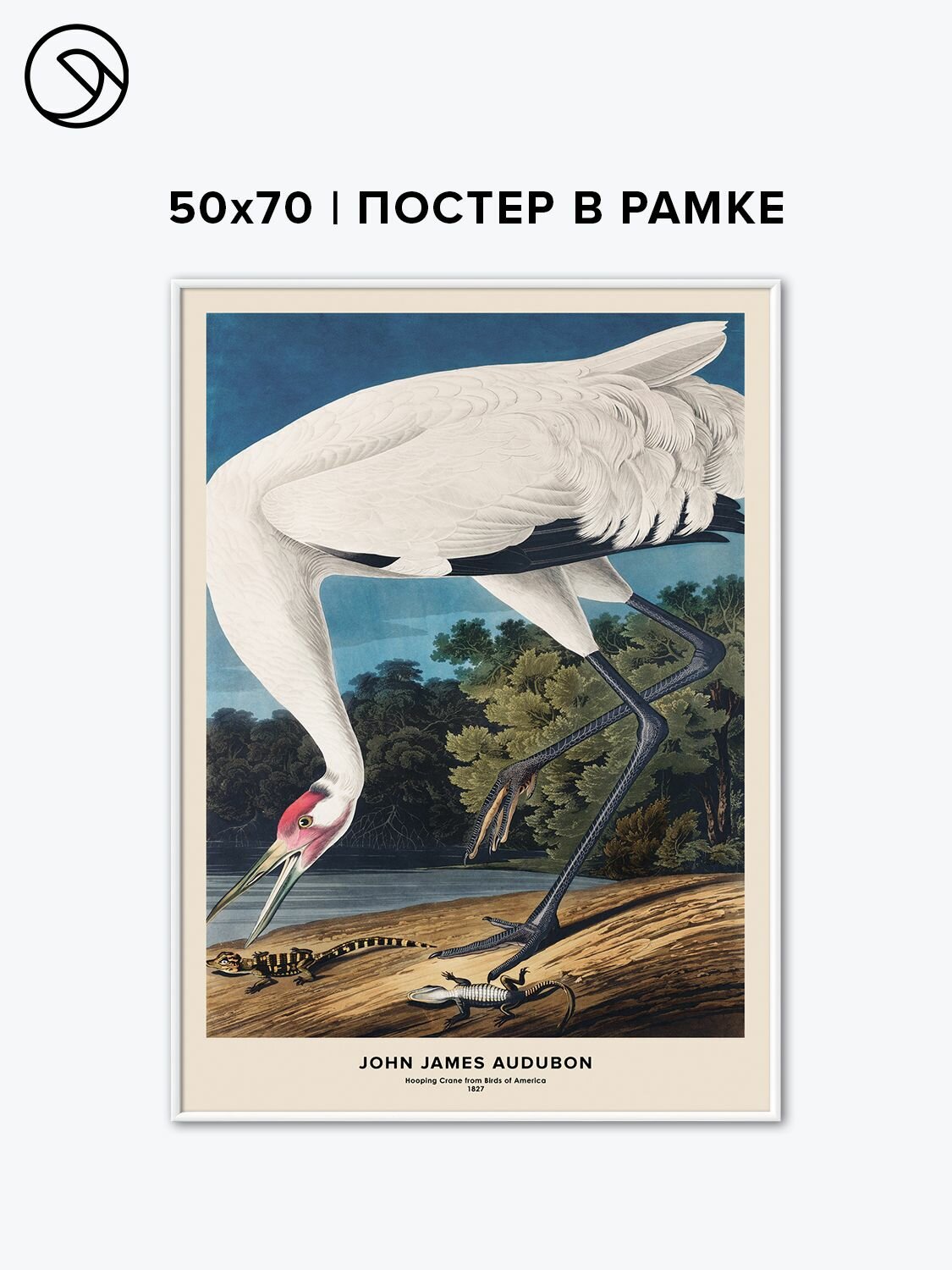 Постер в рамке 50х70 Postermarkt John James Audubon №2