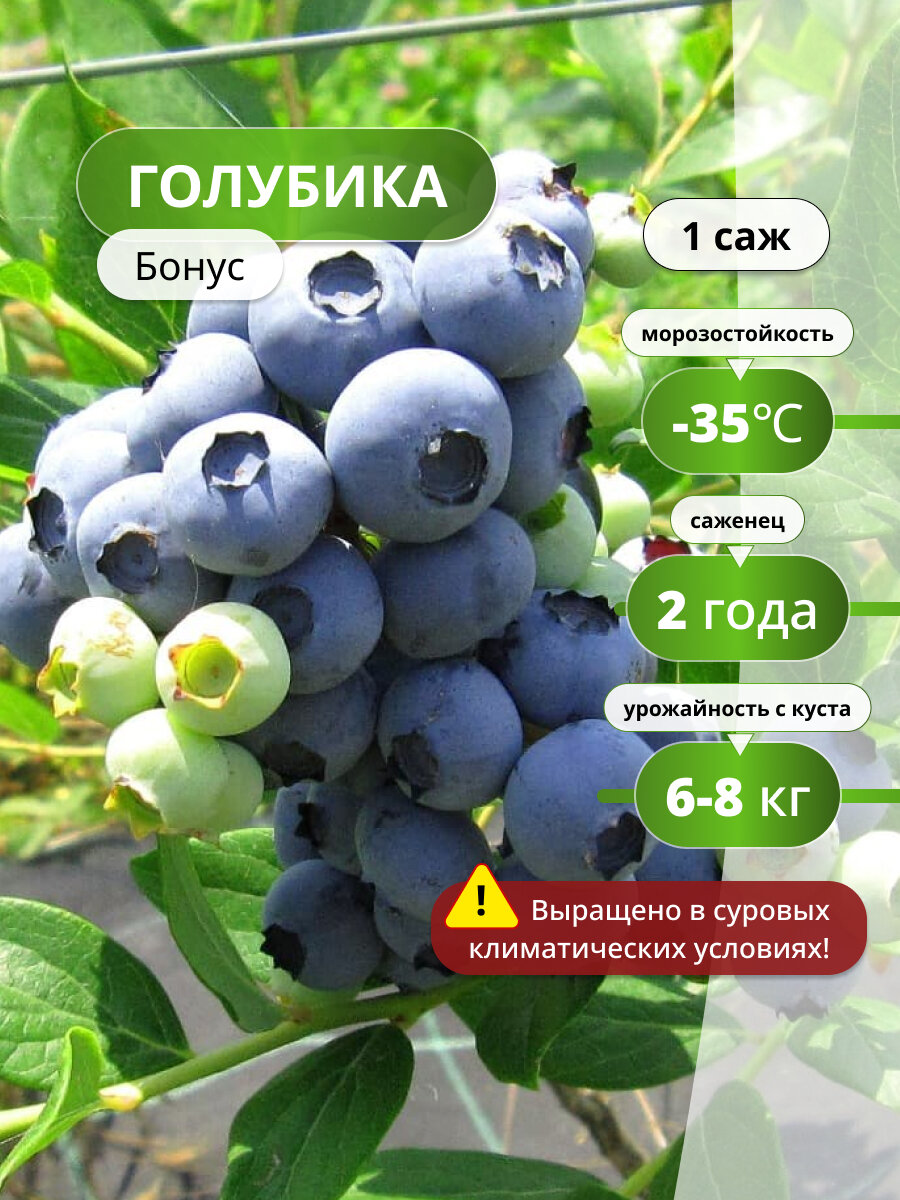 Голубика Бонус, голубики, высокорослый сорт, морозостойкий. 1 шт