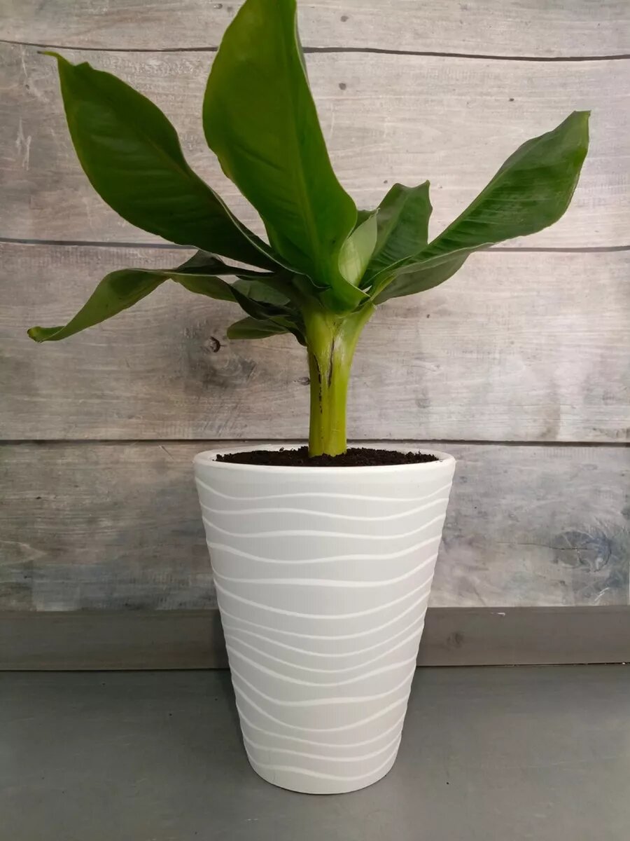 Комнатный Банан Ориентал Дварф - растение живое в кашпо 2,8л