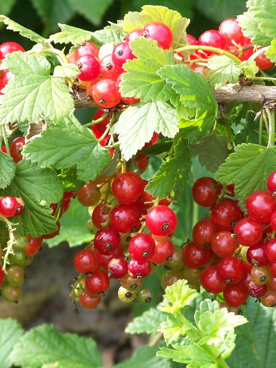Смородина красная Красный крест / многолетний, морозостойкий сорт