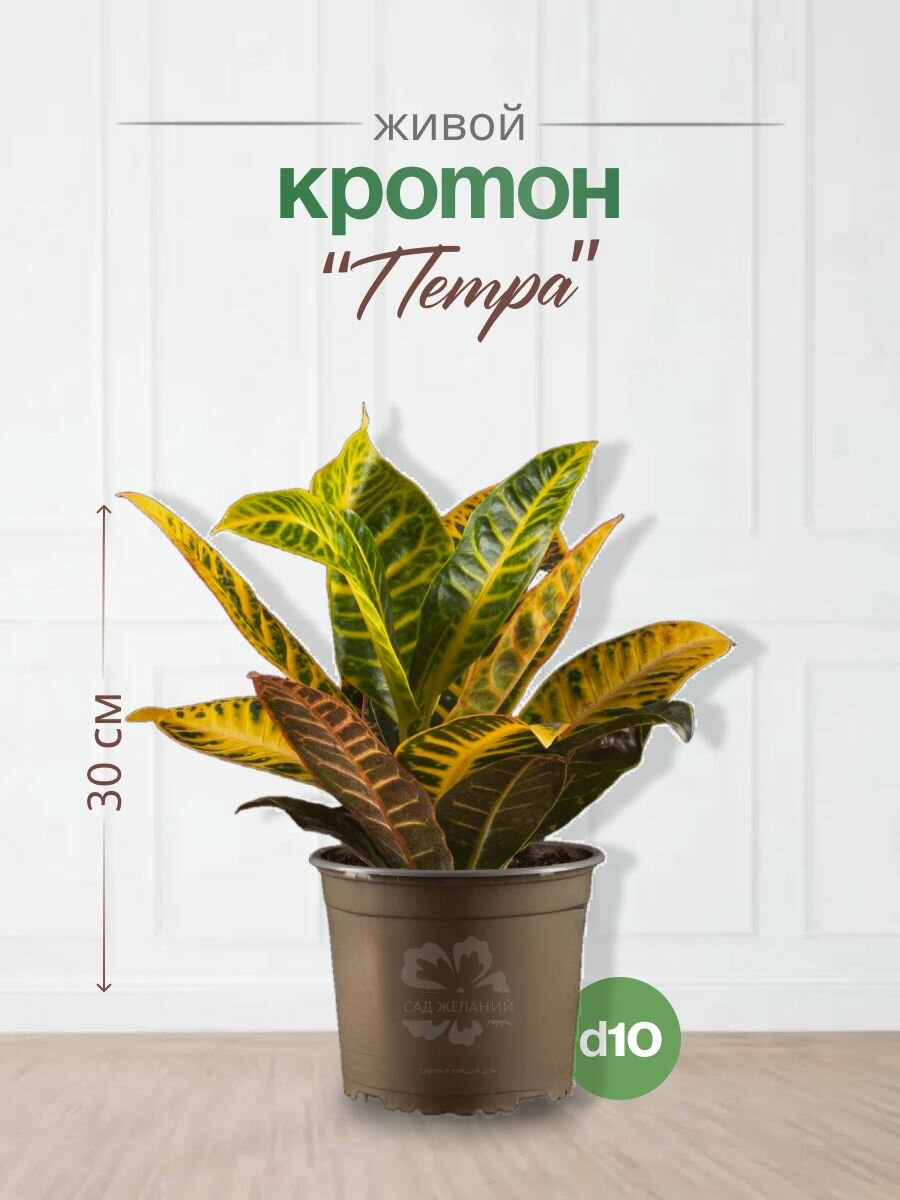 Кротон Петра 30x12, декоративное растение , комнатное растение для дома, квартиры и офиса