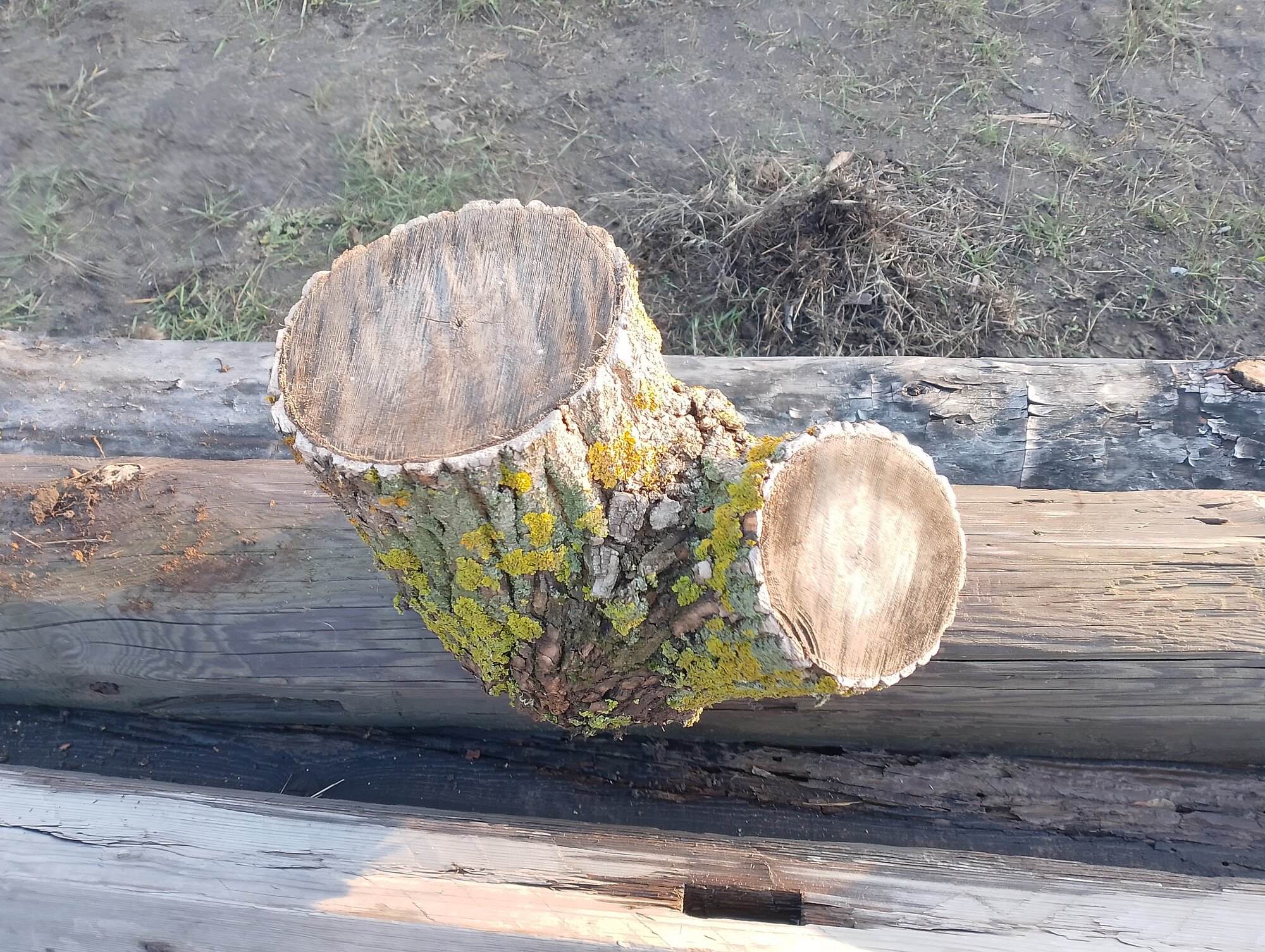 Пень (чурка, колода) натуральный не обработанный из акации шириной до 40 см