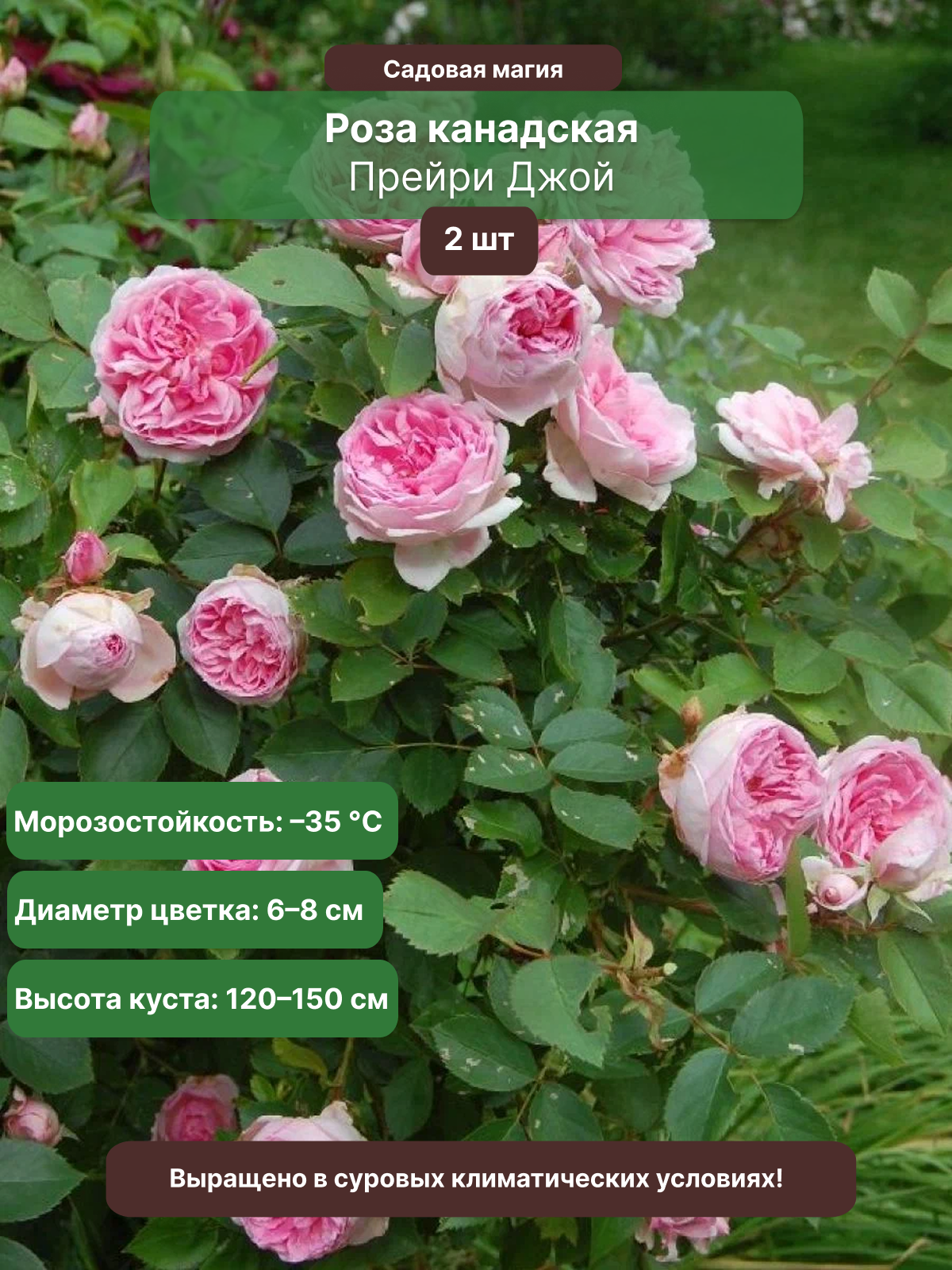 Роза канадская Прейри Джой / 2 шт, морозостойкая, ароматная, розовая