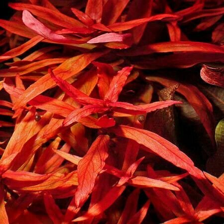 Аммания грацилис (Ammannia gracilis) 2 веточки - живое, растение для аквариума