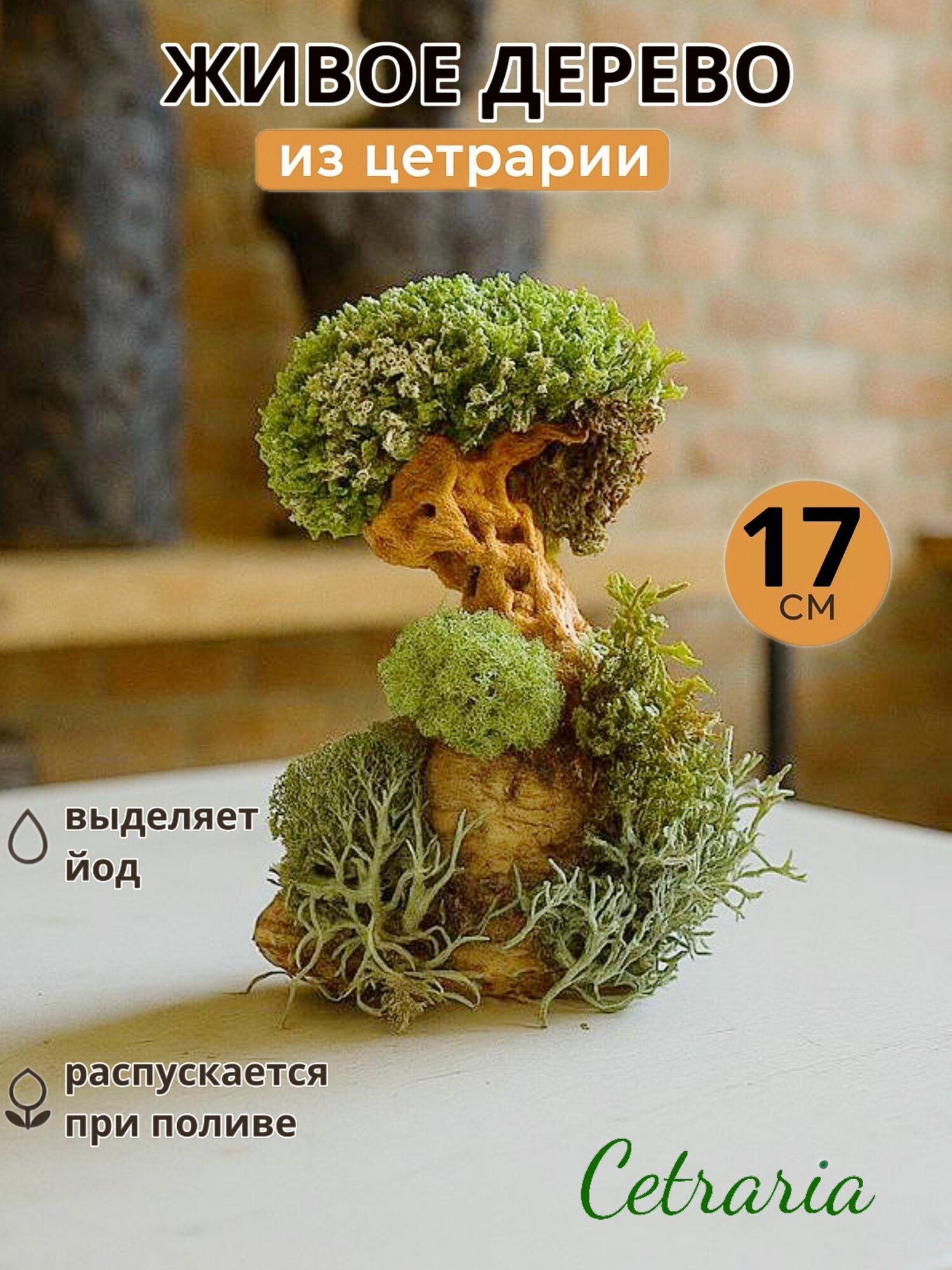 Декоративное дерево из мха цетрарии для дома и офиса. Украшение настольное.