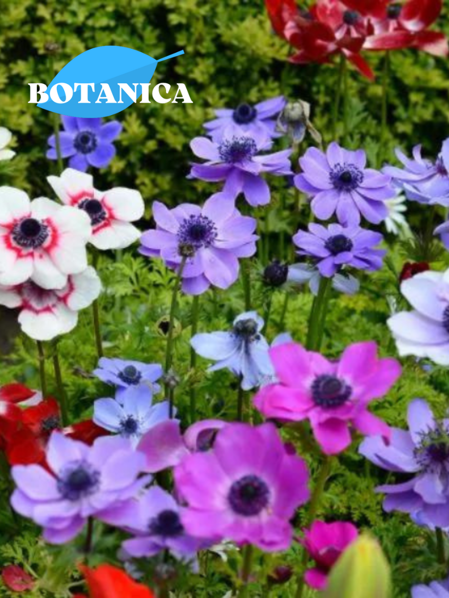 Луковицы цветов, botanica garden, анемоны макси микс, 50 штук