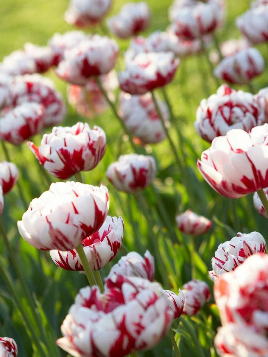 Тюльпан махровый Карнавал де Найс (5 лук) / луковичные многолетние цветы