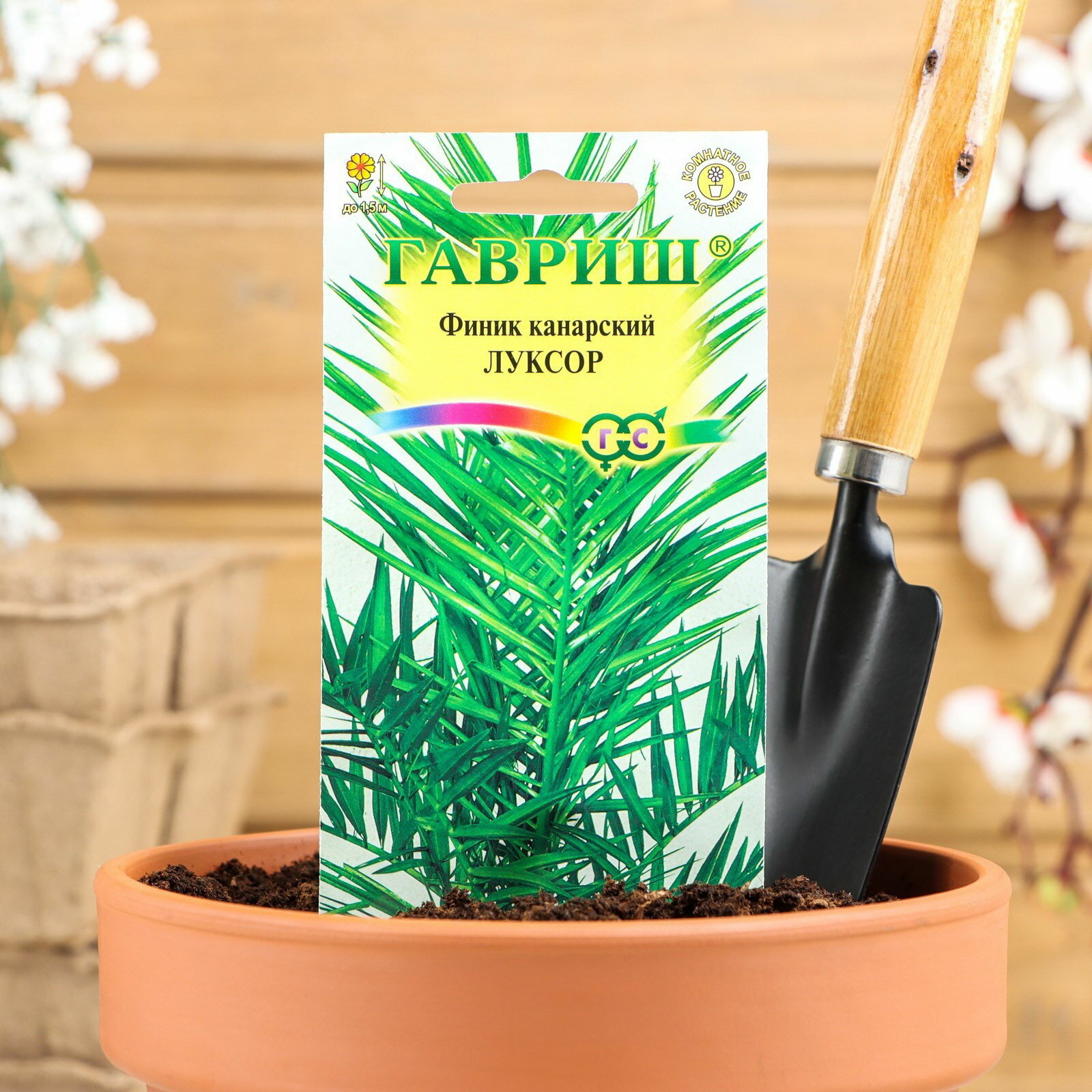 Семена комнатных цветов Финик канарский "Луксор", 2 шт, тип: комнатные