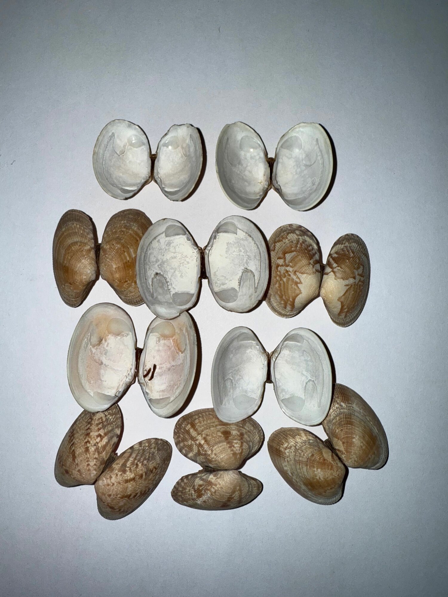 Ракушки натуральные для декора и поделок, 10 шт.