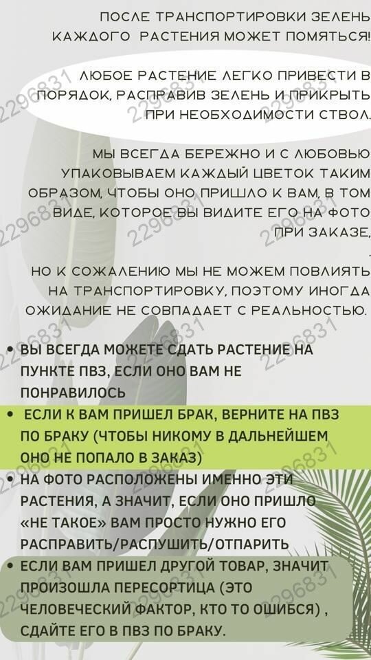 Искусственное растение туя — фото 1