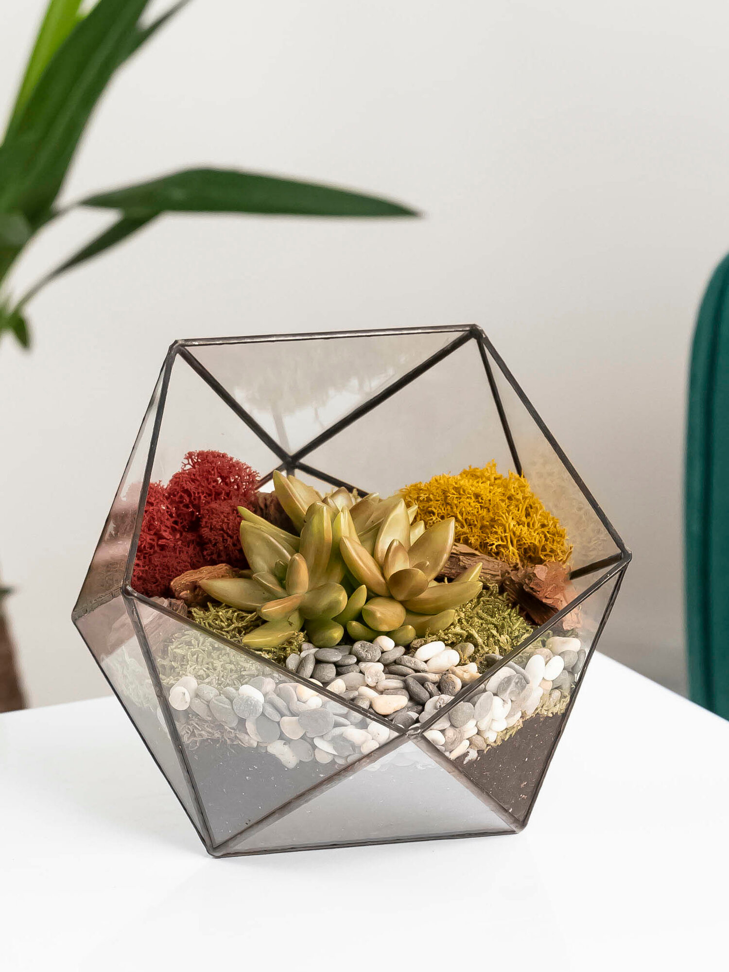 Geo Glass: : Живой суккулент во флорариуме , ваза для флорариума Икосаэдр с суккулентом Седум