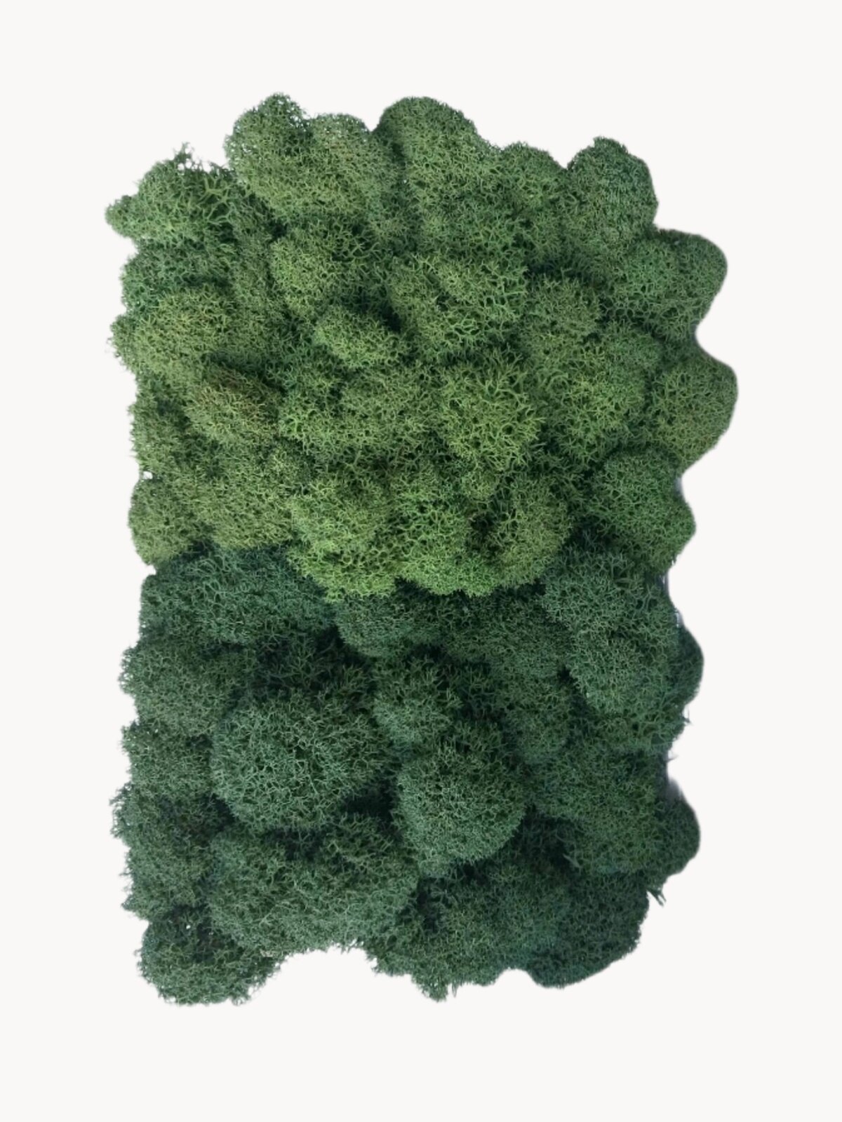 Мох стабилизированный набор - "Лесной Дуэт", Еловый лес-Хаки, 100 гр