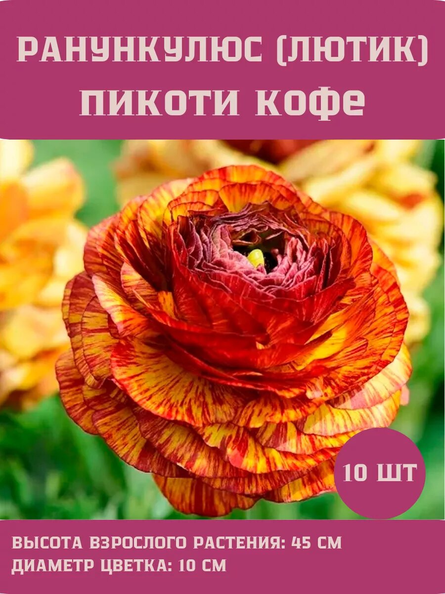 Ранункулюс Луковицы /Лютик садовый азиатский