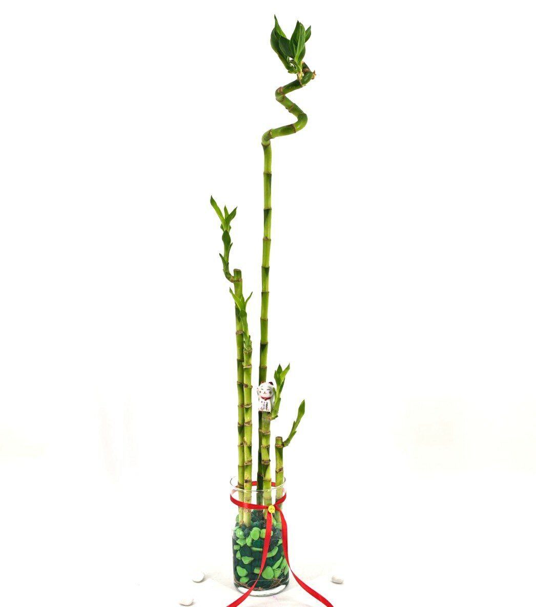 Дизайнерская композиция бамбук в вазе. "Счастливый Бамбук" - Drасаеnа Luсky Ваmbоо. Драцена Сандериана ( Drасаеnа Sаndеriаnа )