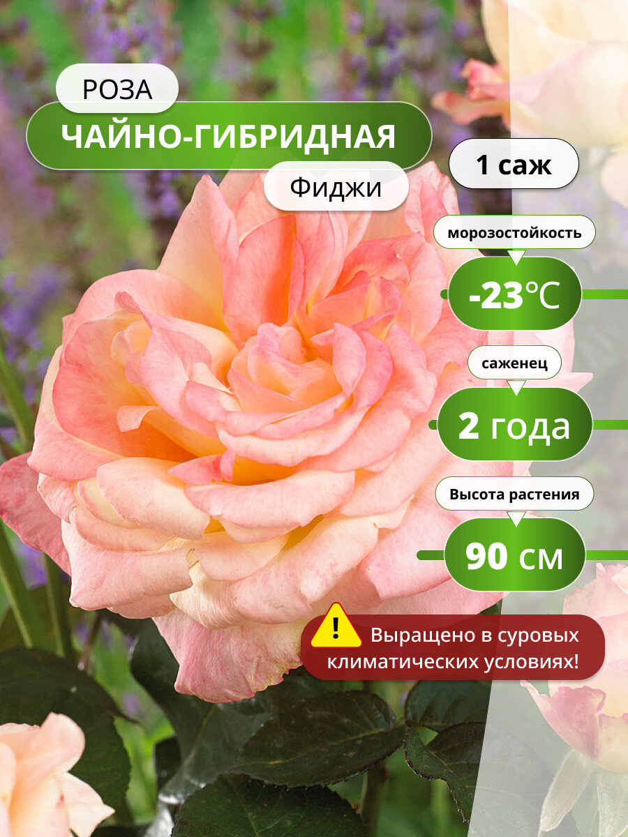 Роза чайно-гибридная Фиджи (Fiji) / 1 шт, розы, ароматный, морозостойкие