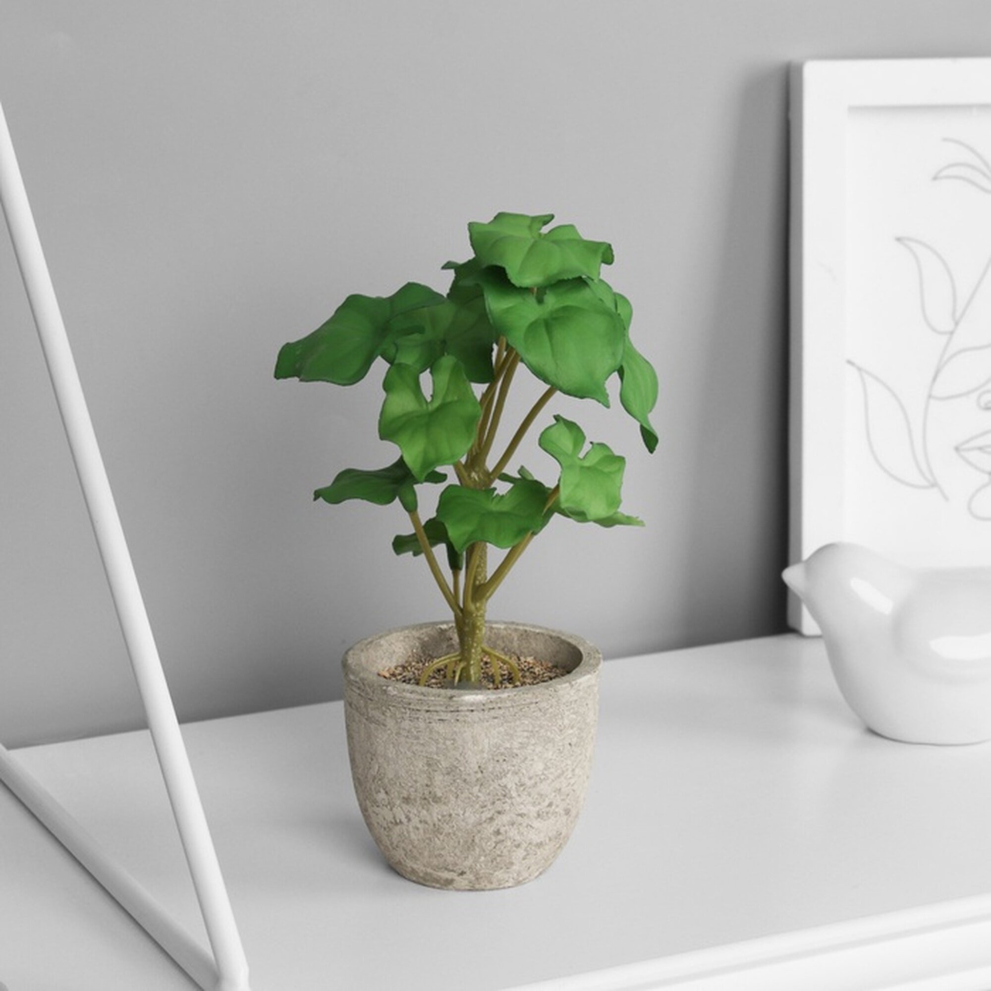 Бонсай в горшке «Филодендрон селло элит» (мягкий лист), 14×6 см, микс