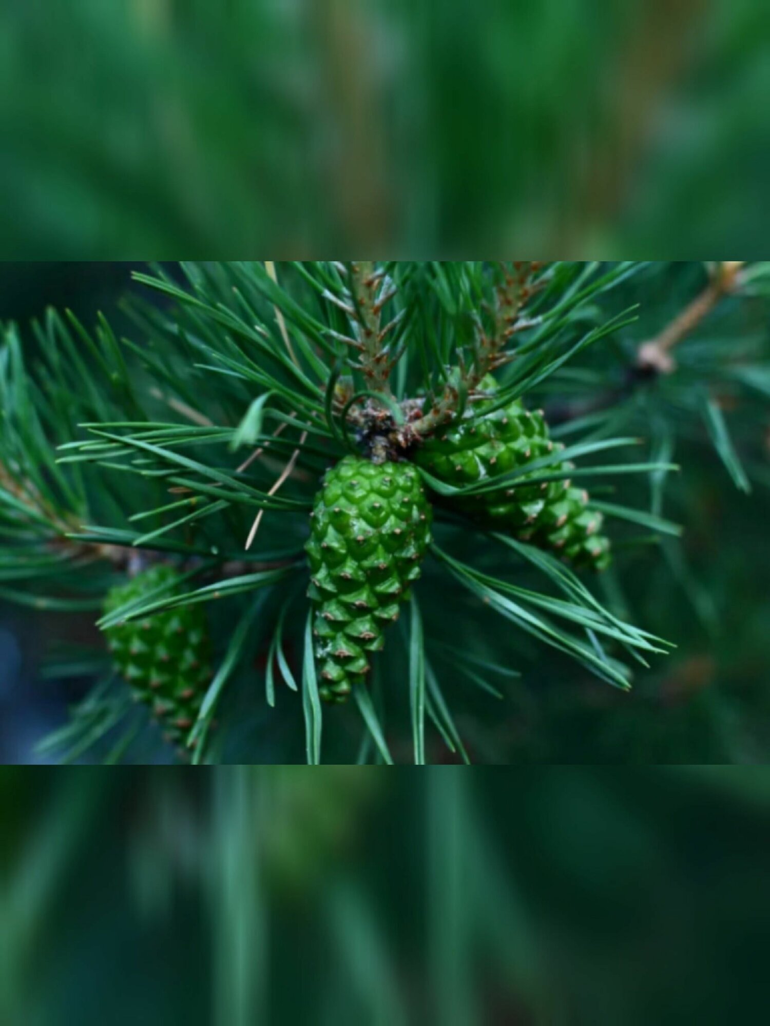 Ветка, шишка декоративная