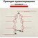 Самоподсекатель для рыбалки 6 шт.